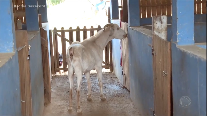 QI Animal : Bode chama a atenção em santuário que abriga animais ...