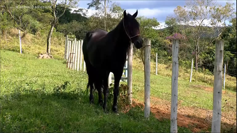 QI Animal : Cavalo surpreende tutores com habilidade para desatar nós ...