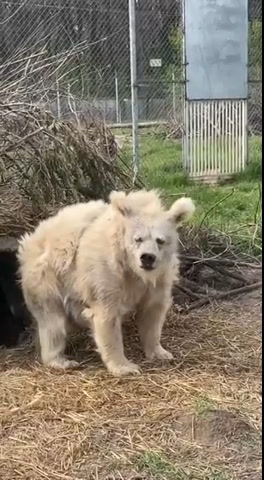 Conheça a triste história do urso que acordou descabelado após hibernar ...