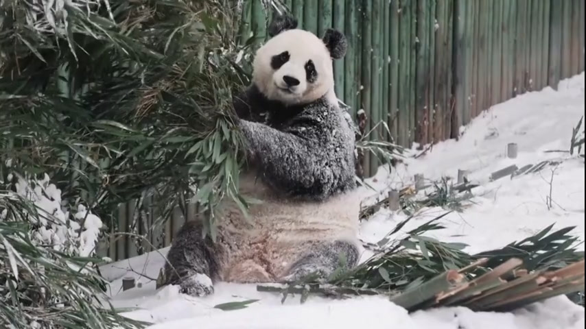 Panda gigante não esconde felicidade ao brincar na neve após tempestade ...