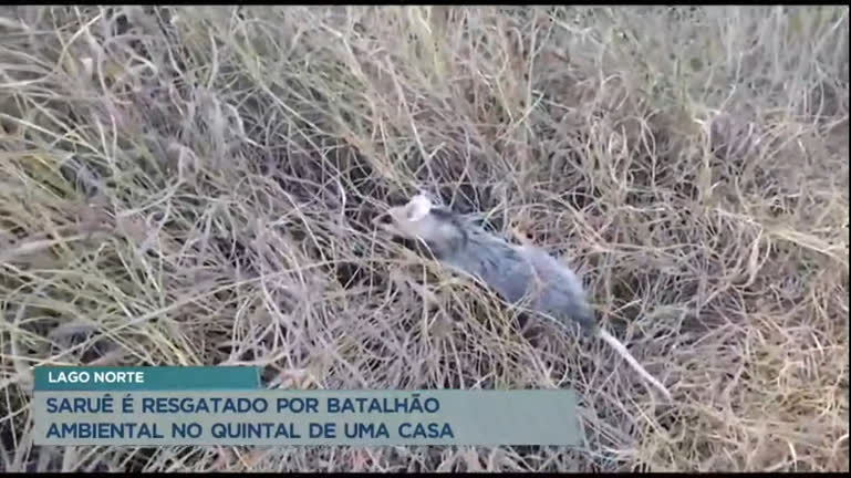 Saruê é resgatado por batalhão ambiental no Lago Norte - Brasília - R7 ...