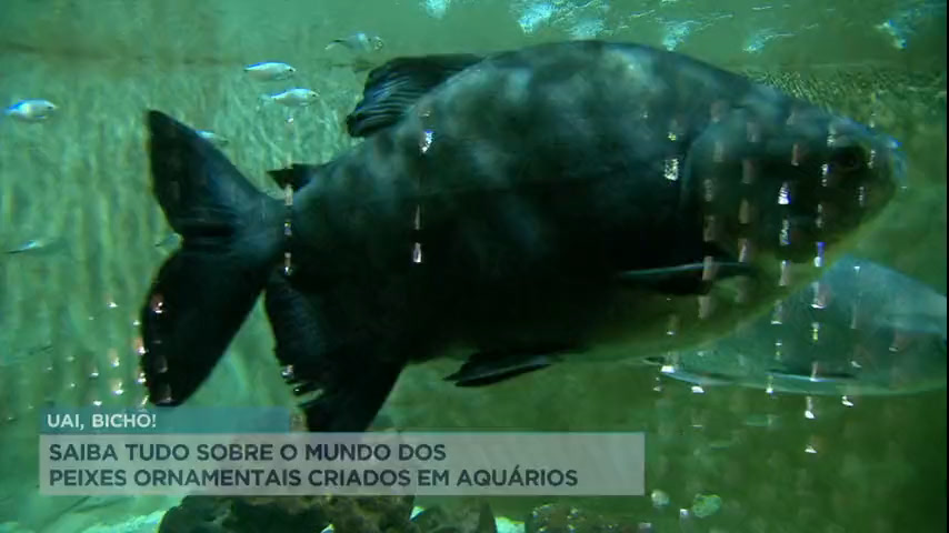Uai, Bicho!: saiba tudo sobre peixes ornamentais criados em aquários ...