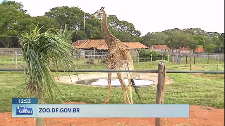 Zoológico de Brasília abre inscrições para colônia de férias - Brasília ...