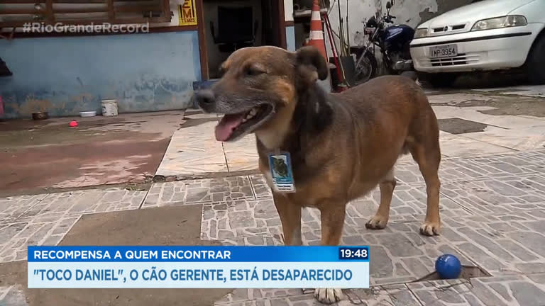 "Toco Daniel", o cão gerente, está desaparecido - Record TV RS - R7 ...