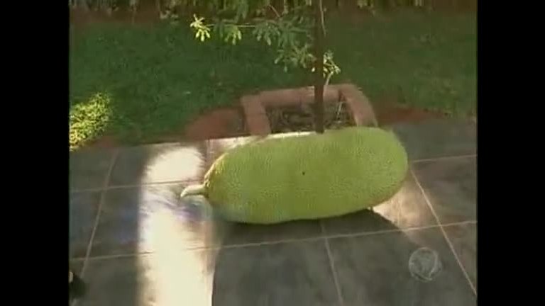 Veja a maior jaca do mundo - Brasília - R7 Balanço Geral DF