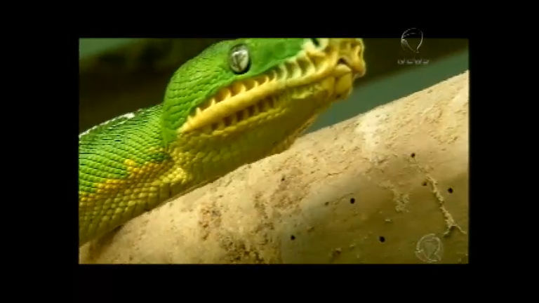 Conheça o fascinante universo das cobras da Amazônia - Record News - R7 ...