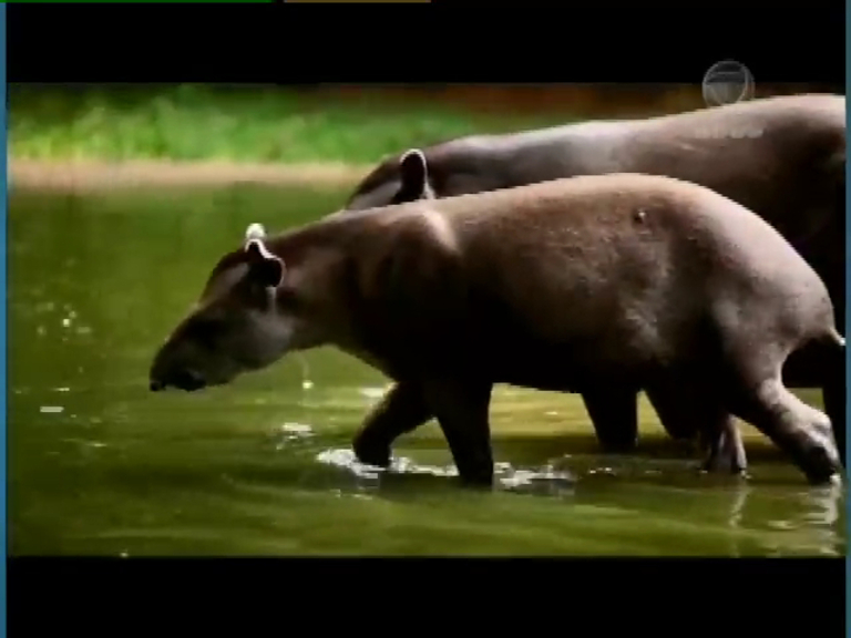 Conheça o caititu, um mamífero silvestre diferente da Amazônia - Record ...