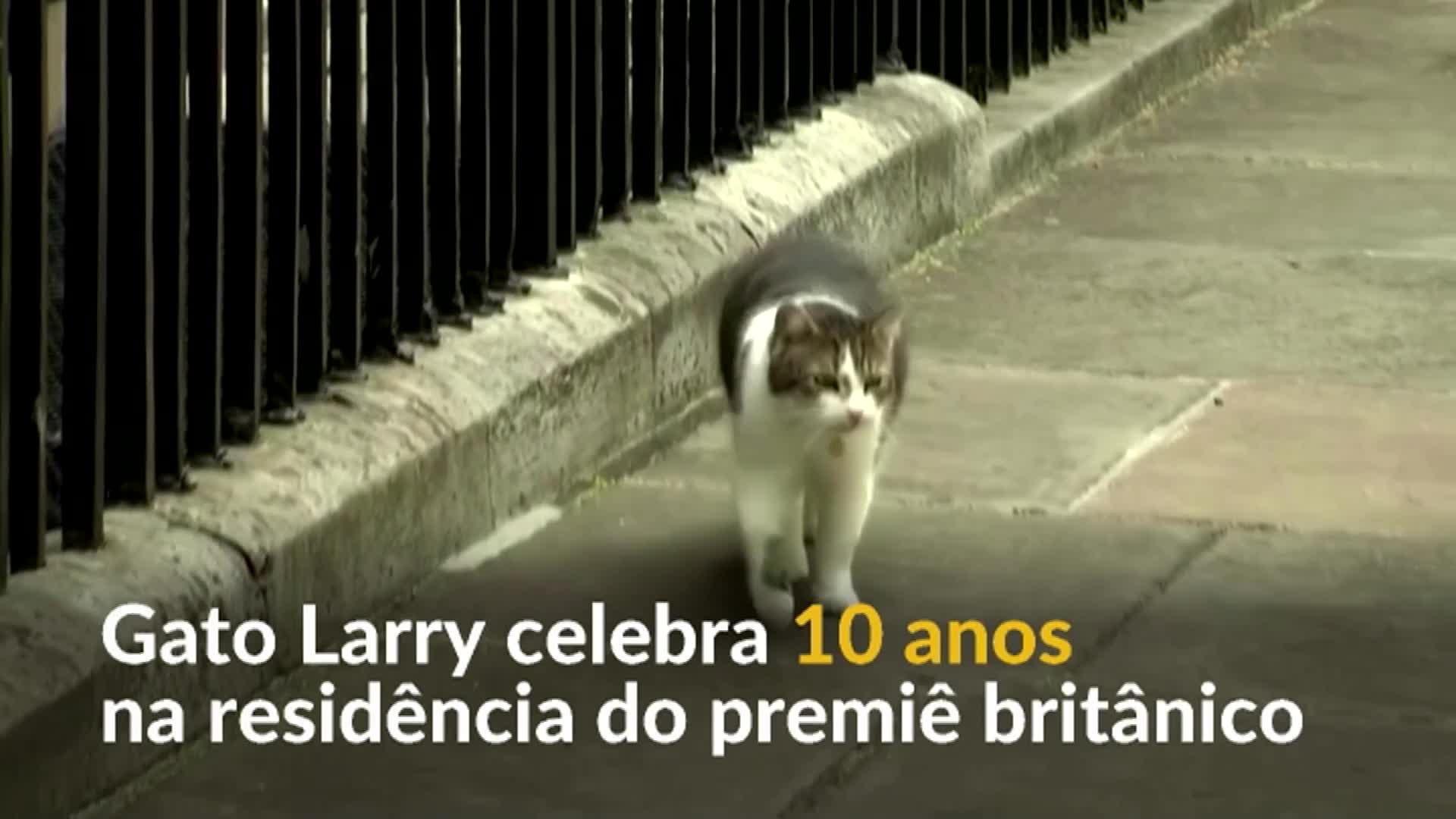 Gato Larry celebra 10 anos na residência do premiê britânico - Notícias ...