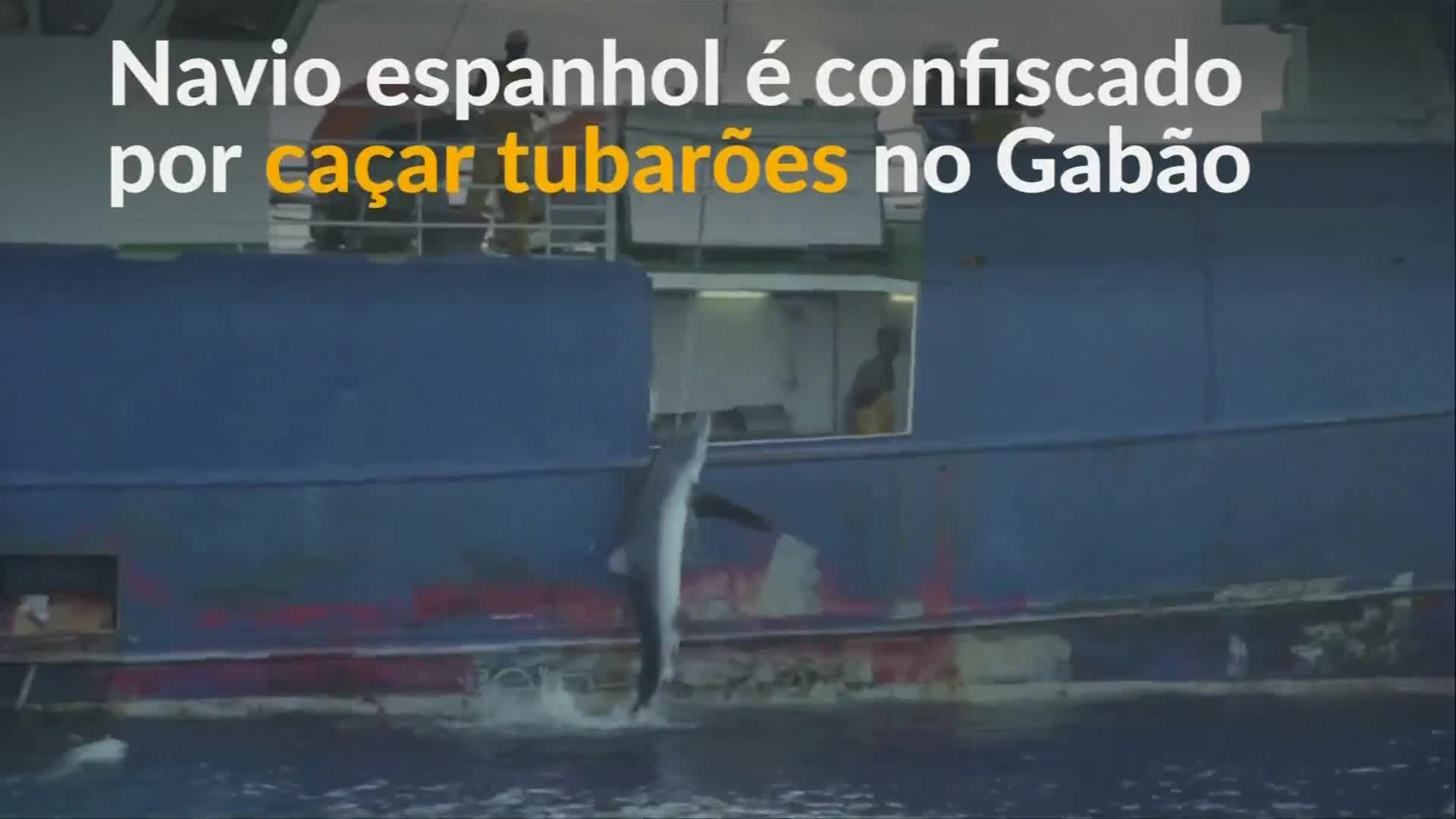 Navio espanhol de pesca de atum é detido por caçar tubarões no Gabão ...